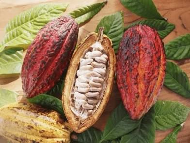 The Cocoa Plant – Heather Congrove